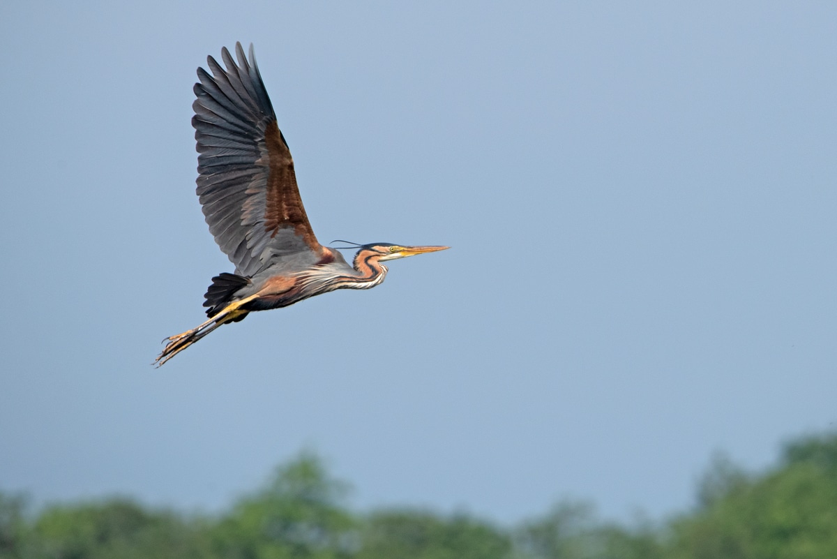10 vogelkraamkamers van Nederland - Salt
